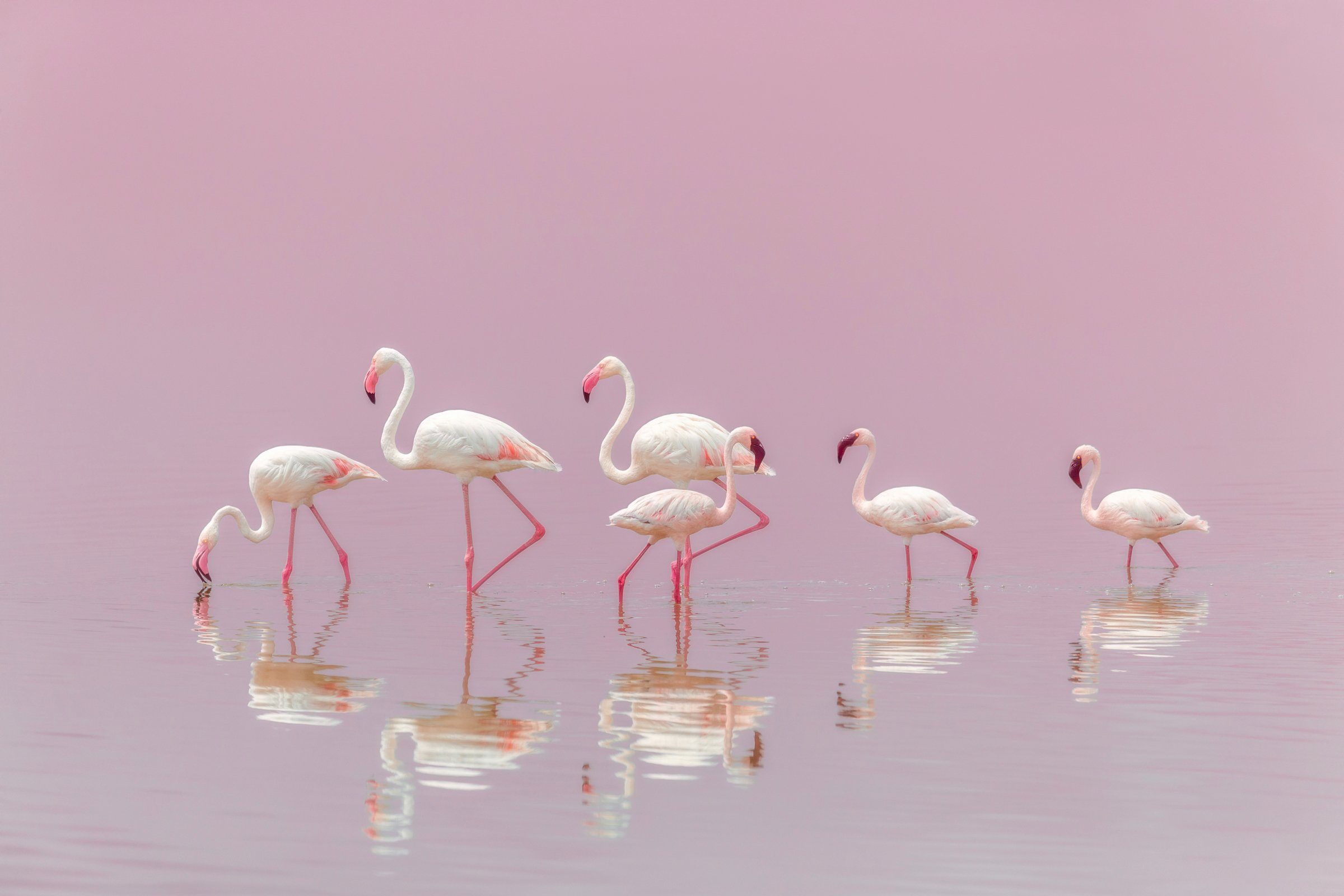 Papermoon Fototapete Photo-Art EIJI ITOYAMA, FLAMINGOS