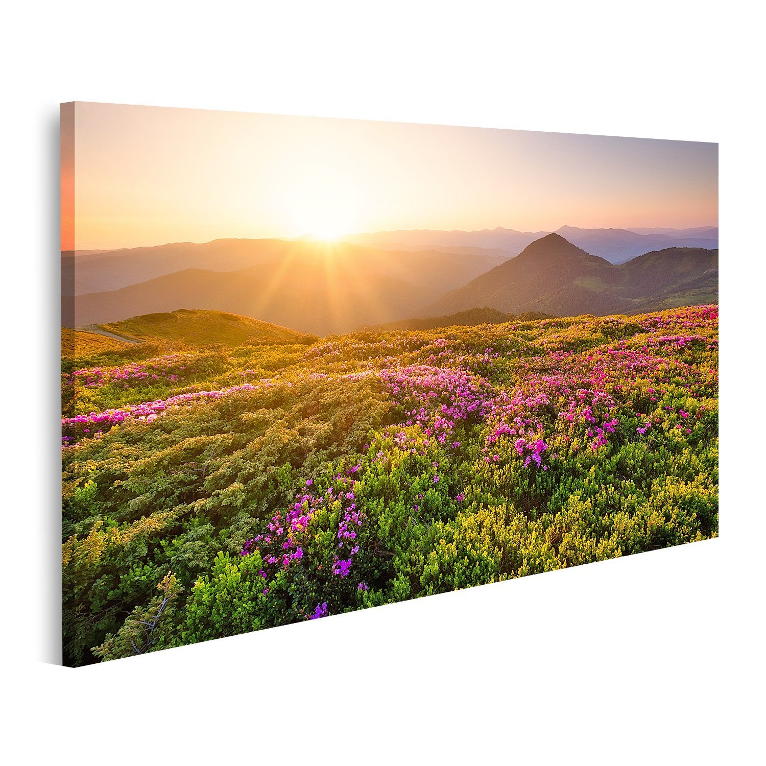 Islandburner Leinwandbild Bild Auf Leinwand Berge Blumen Blüte