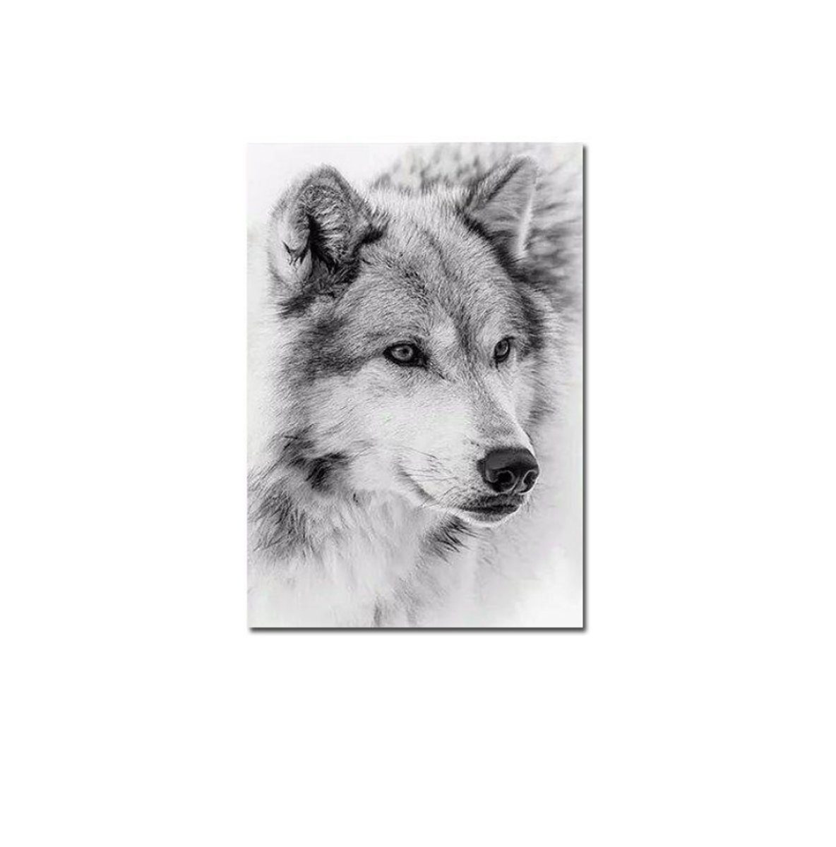 TPFLiving Kunstdruck (OHNE RAHMEN) Poster - Leinwand - Wandbild, Wolf Portrait in schwarz und ...