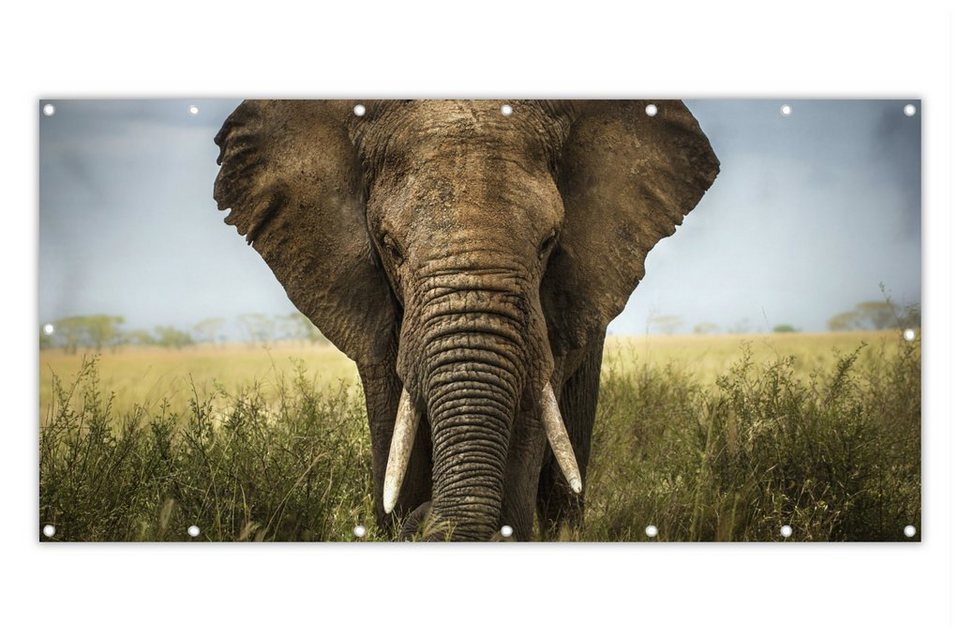 Muchowow Balkonsichtschutz Elefant Natur Gras Tiere Landschaft