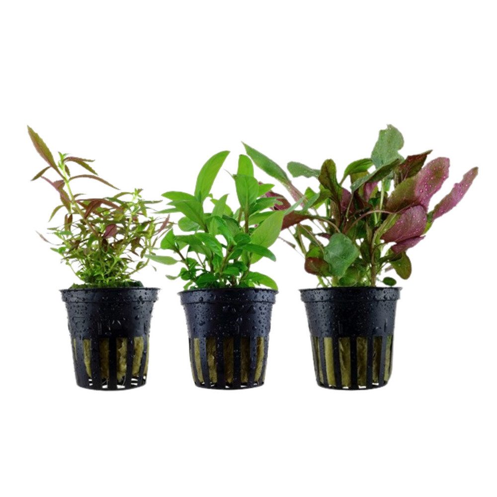 Aquaone Wasserpflanze Aquariumpflanze Bucephalandra brownie 'Ghost Ulu ...