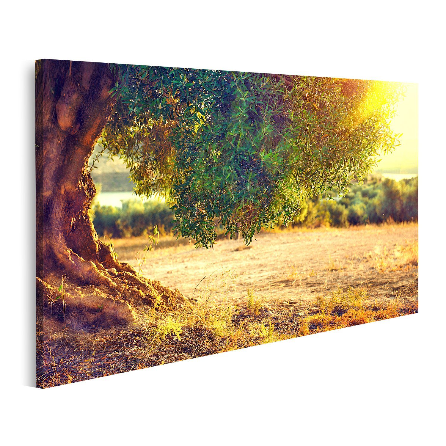 Islandburner Leinwandbild Bild Auf Leinwand Olivenbäume Am
