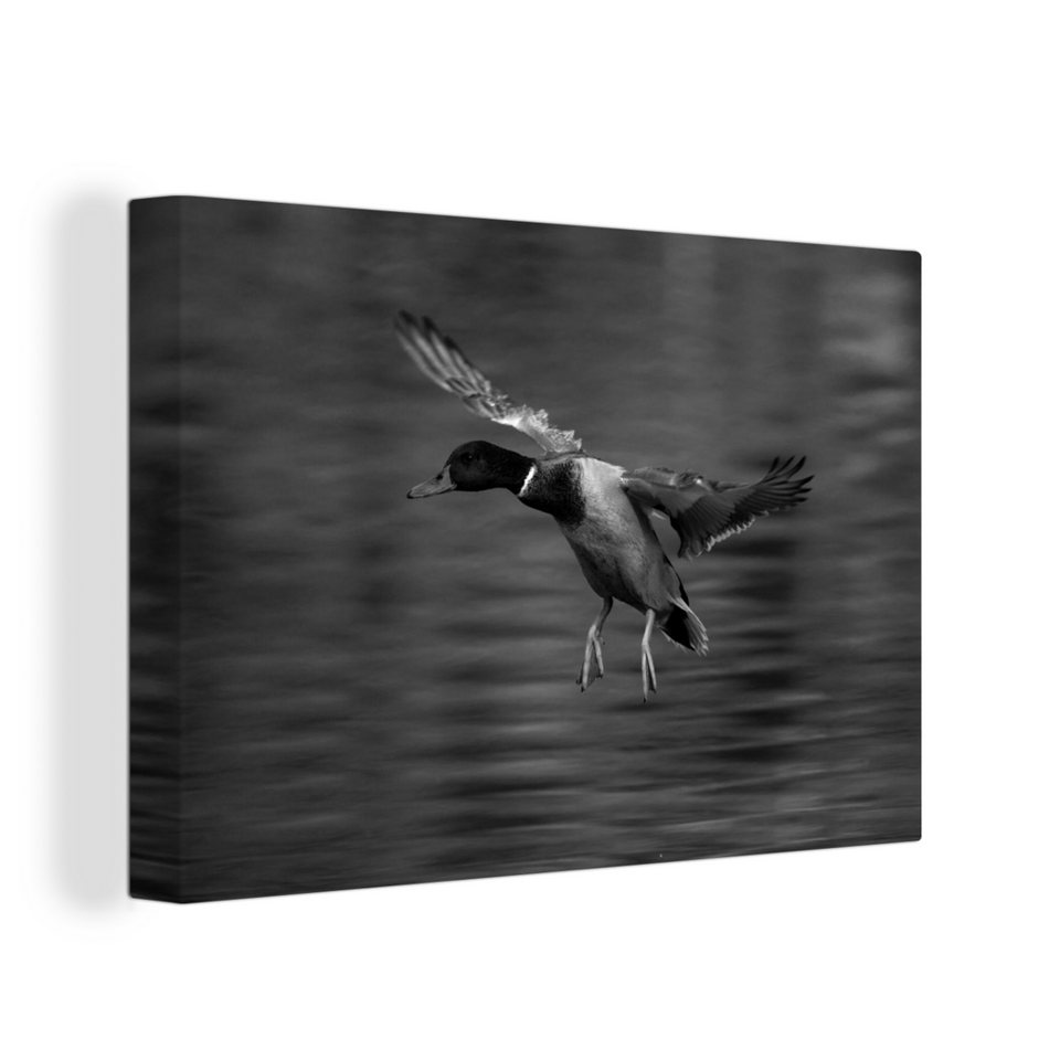 Onemillioncanvasses® Leinwandbild Eine Wildente Landet Im Wasser