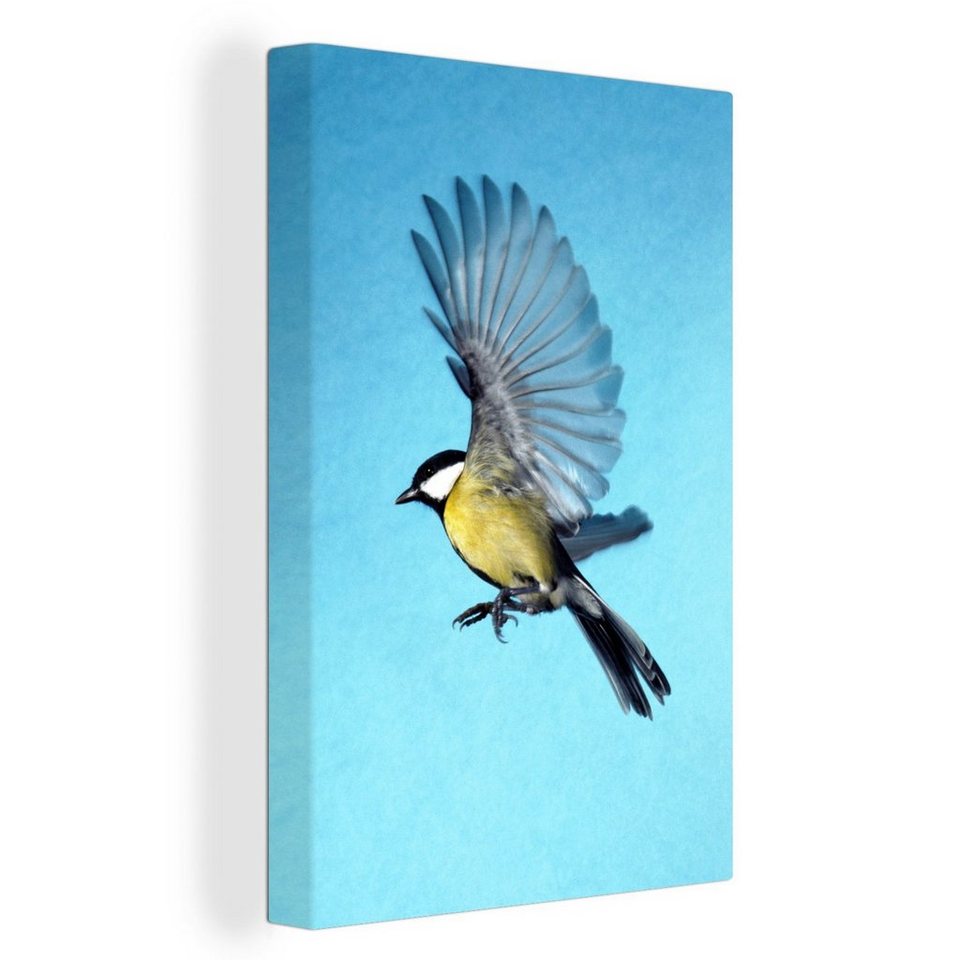 Onemillioncanvasses® Leinwandbild Eine Kohlmeise Vor Blauem Hintergrund