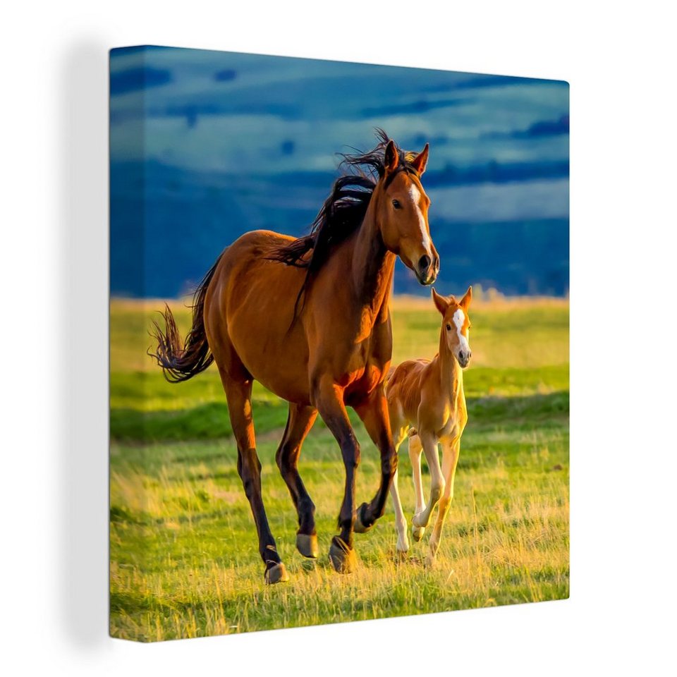 Onemillioncanvasses® Leinwandbild Pferde Gras Tiere Landschaft