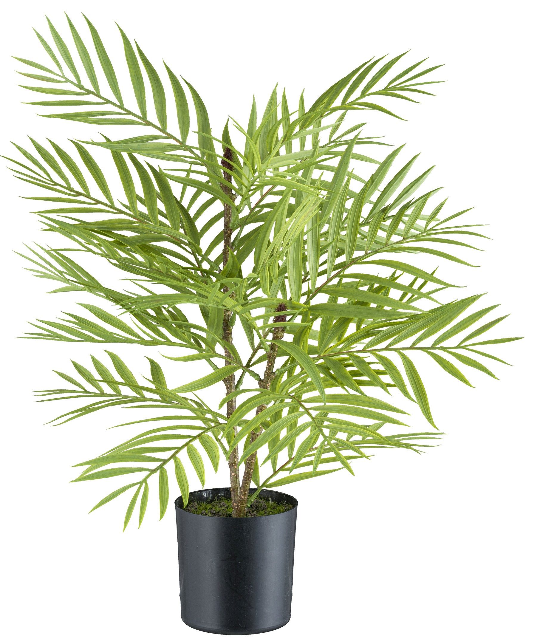 Kunstpalme Arecapalme 20 Wedel, 48cm, grün im Kunststofftopf 10x10cm Kunstpflanze, Fuchs Versand ...