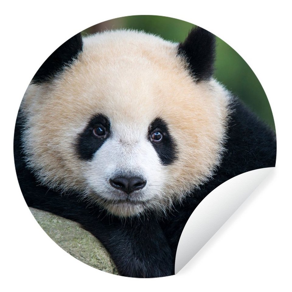 Muchowow Wandsticker Panda Wildtiere Porträt Stein 1 St