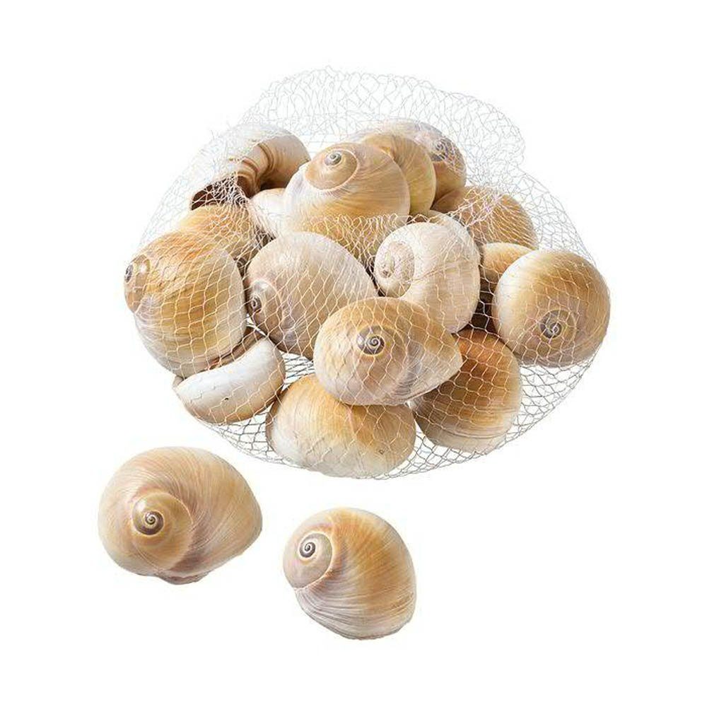 Grafelstein Dekoobjekt Muschel Caramel Beige Natur Muschelgehäuse