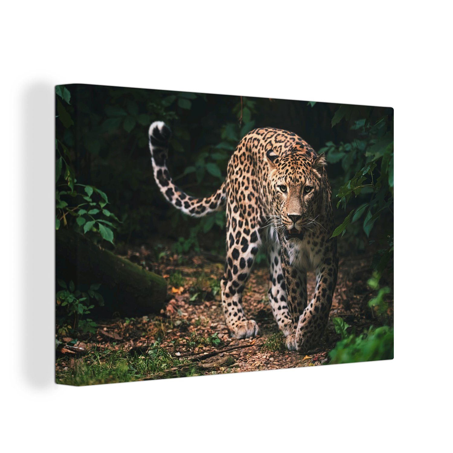 Onemillioncanvasses® Leinwandbild Wildtiere Leopard Dschungel