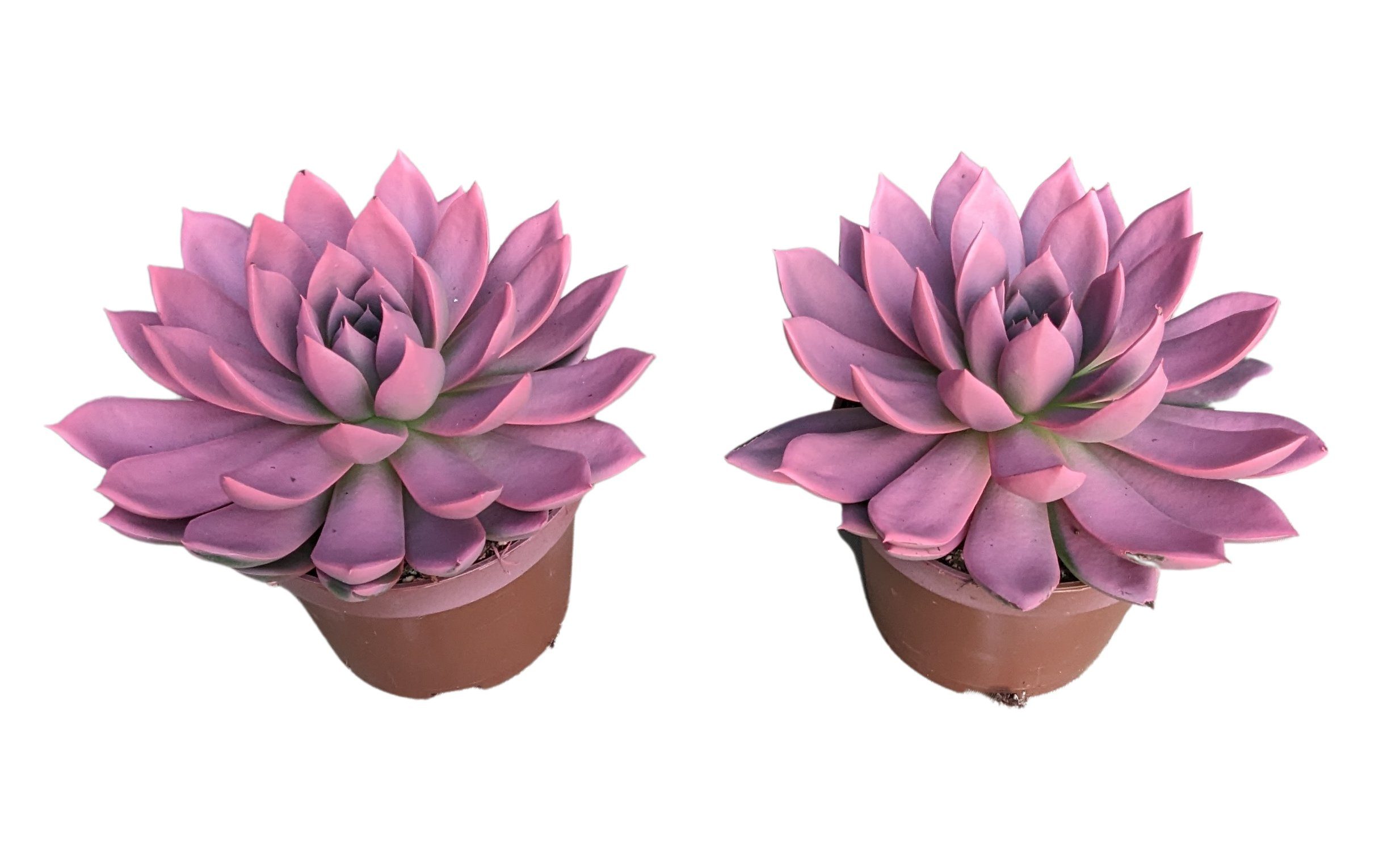 Meinvipshop Dekoobjekt Zimmerpflanze Echeveria Miranda Pink Im 2er Set