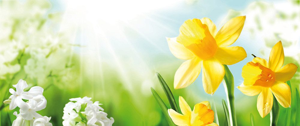 Florists Products Bastelnaturmaterial Cane Coil gebleicht 25 St ...