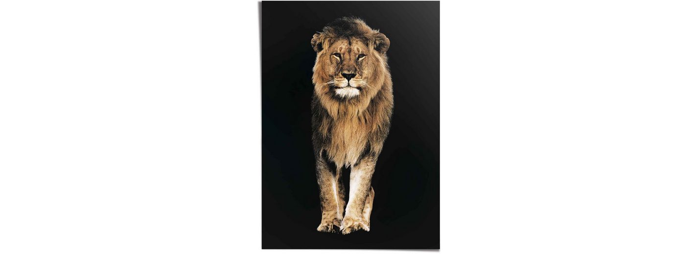 Reinders! Poster »Löwe«, Hochwertiges Poster im Riesen-Format. online ...