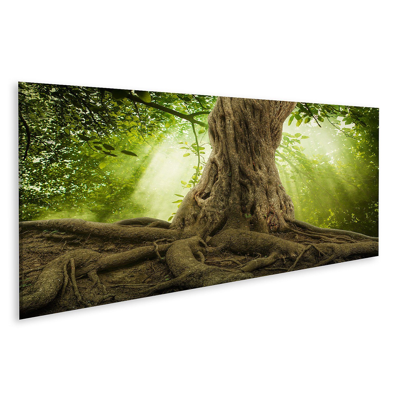 islandburner Leinwandbild Bild auf Leinwand Große Baumwurzeln Und Sonne In Einem Grünen Wald Wa