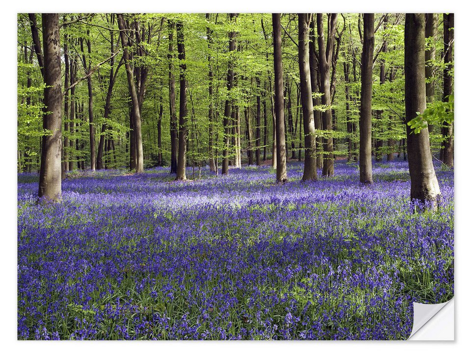 Posterlounge Wandfolie Adrian Bicker Glockenblumen Im Wald Fotografie