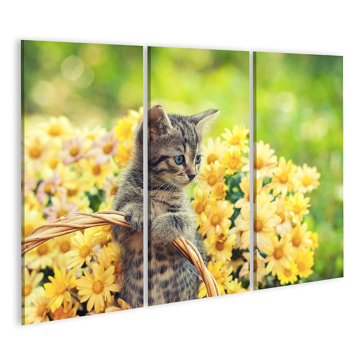 islandburner Leinwandbild Bild auf Leinwand Süßes Kätzchen Garten Blumen Junge Katze Wandbild ...