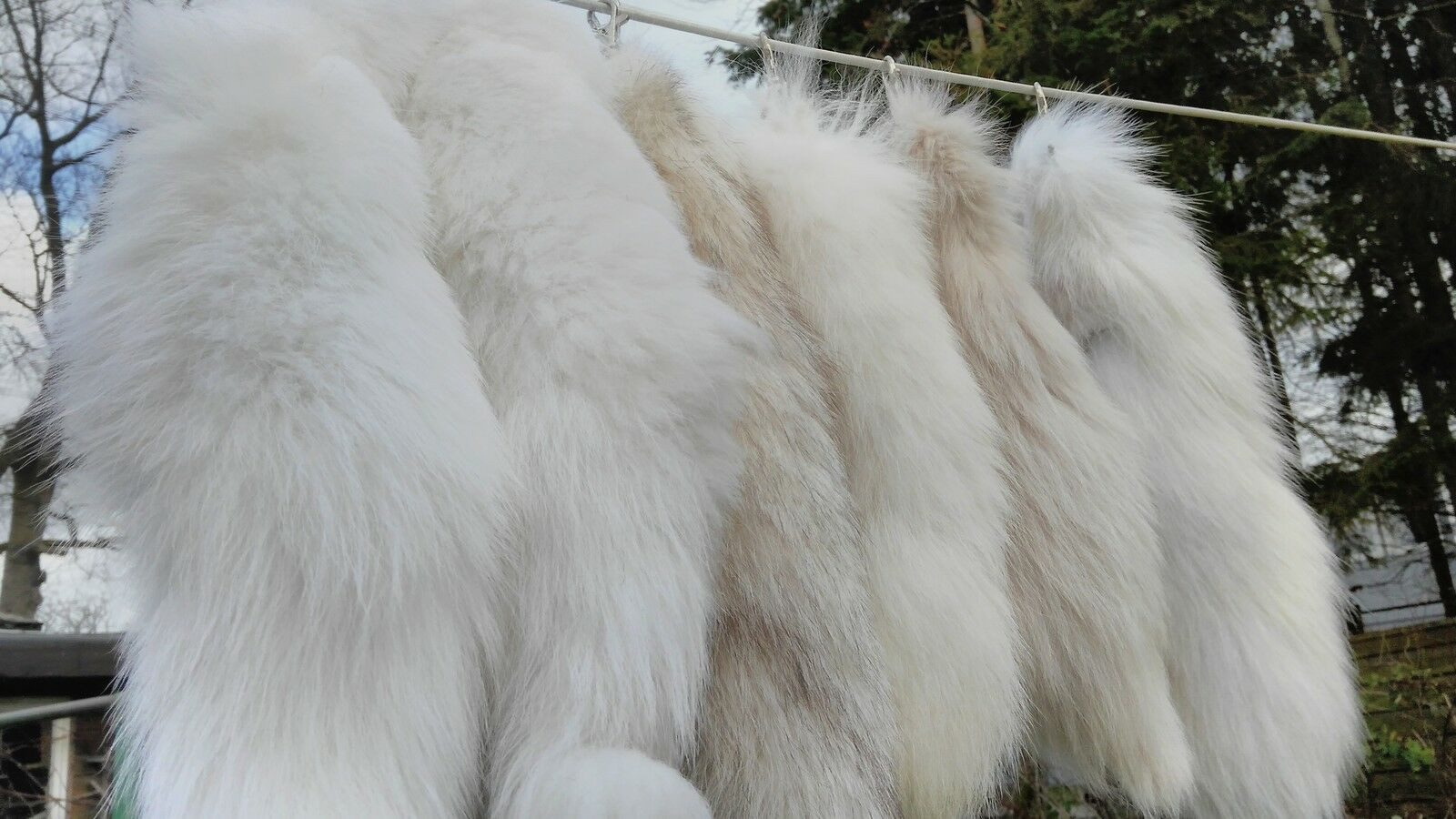 Provellus Bastelnaturmaterial Fuchsschwanz Fuchs Schwanz Schweif Fuchsschweif Fuchsrute Polarfuchs