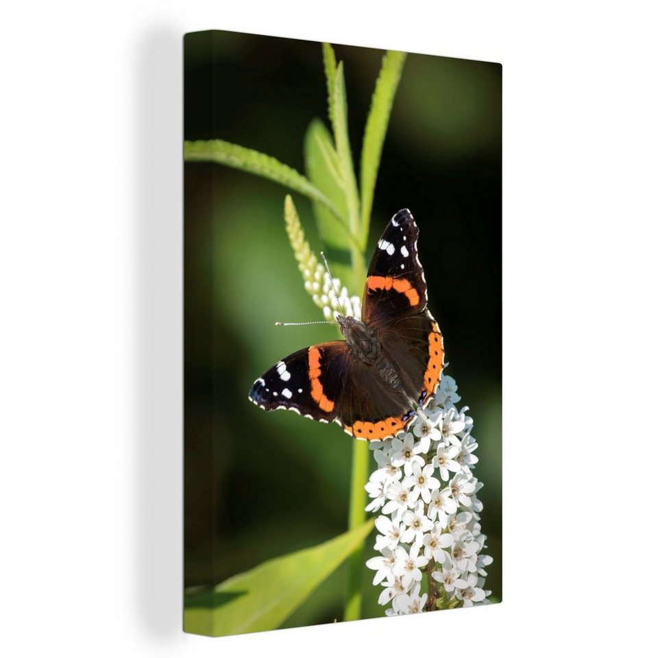 Onemillioncanvasses® Leinwandbild Ein Stieglitz Schmetterling Auf Einer