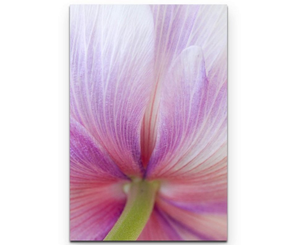 Sinus Art Leinwandbild Makrofotografie Einer Tulpe Pink Und Weiß