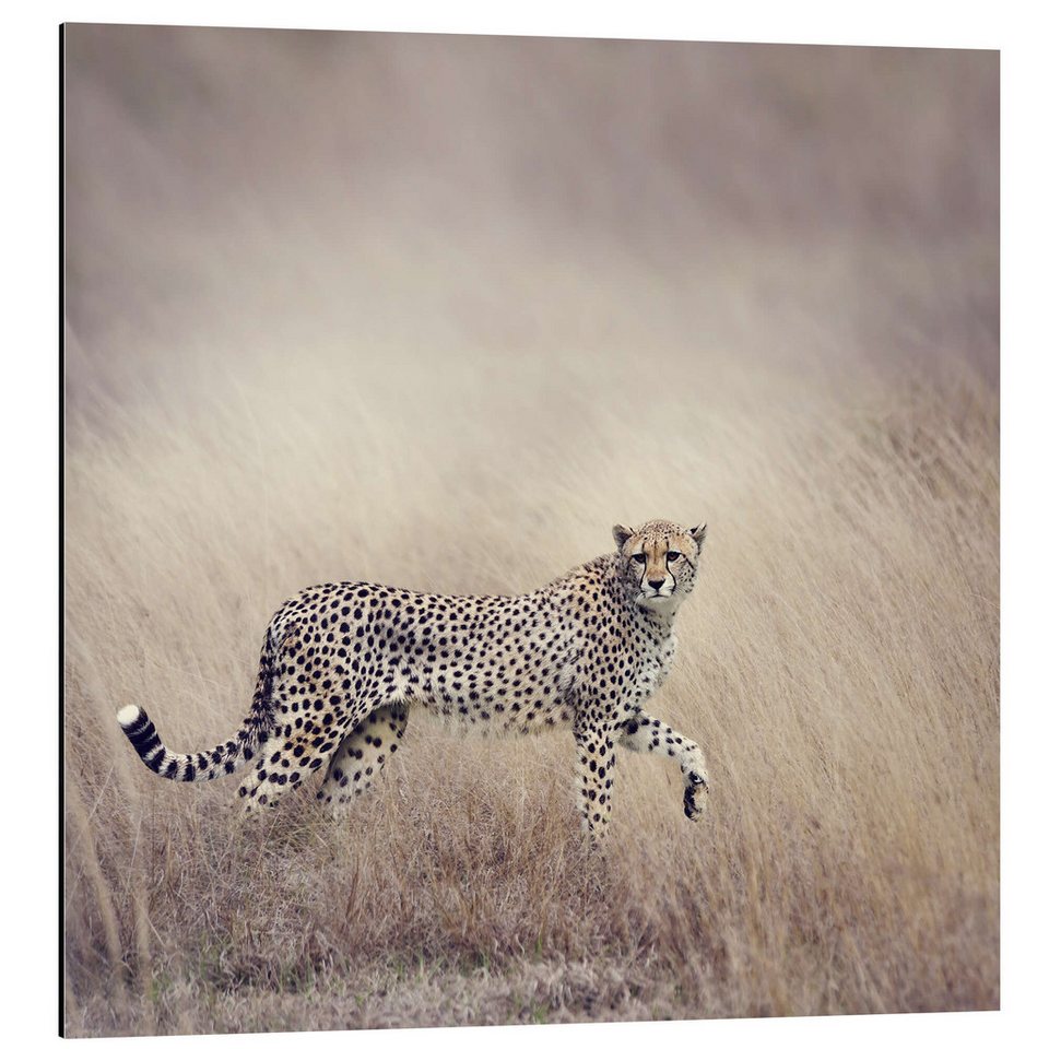 Posterlounge Alu Dibond Druck Editors Choice Gepard Auf Der Jagd