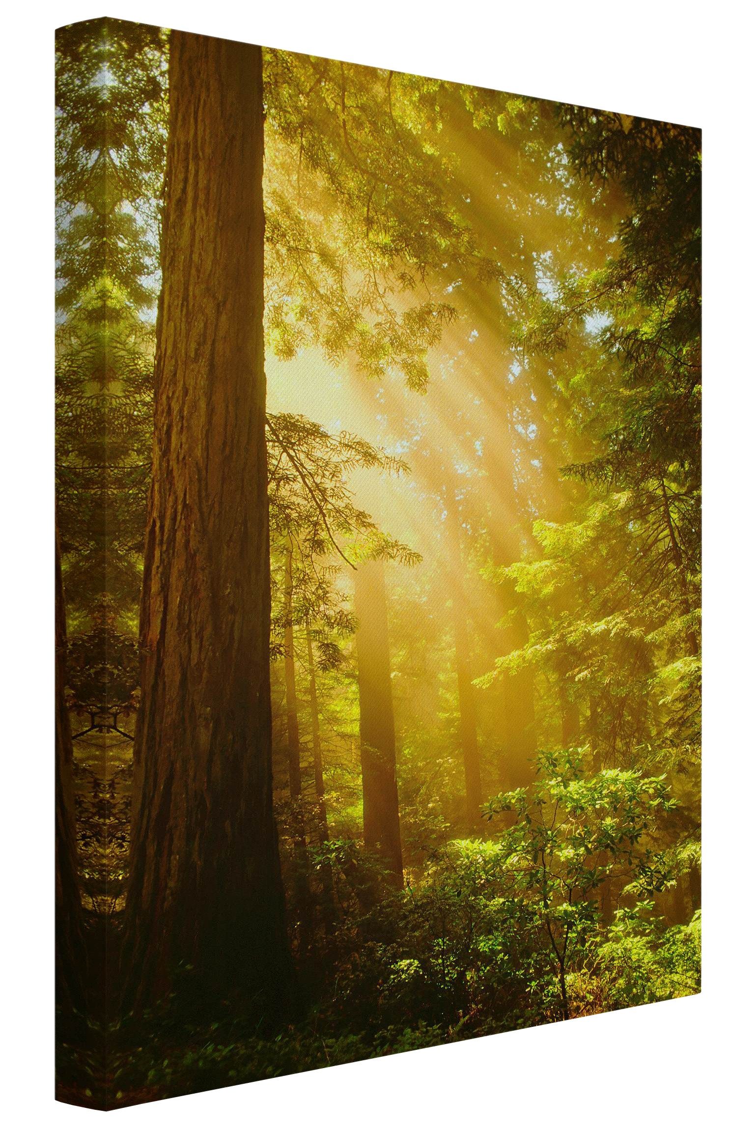 Bilderdepot24 Leinwandbild Akustikbild Wald Natur Landschaft Morgengold grün Akustik Bilder ...