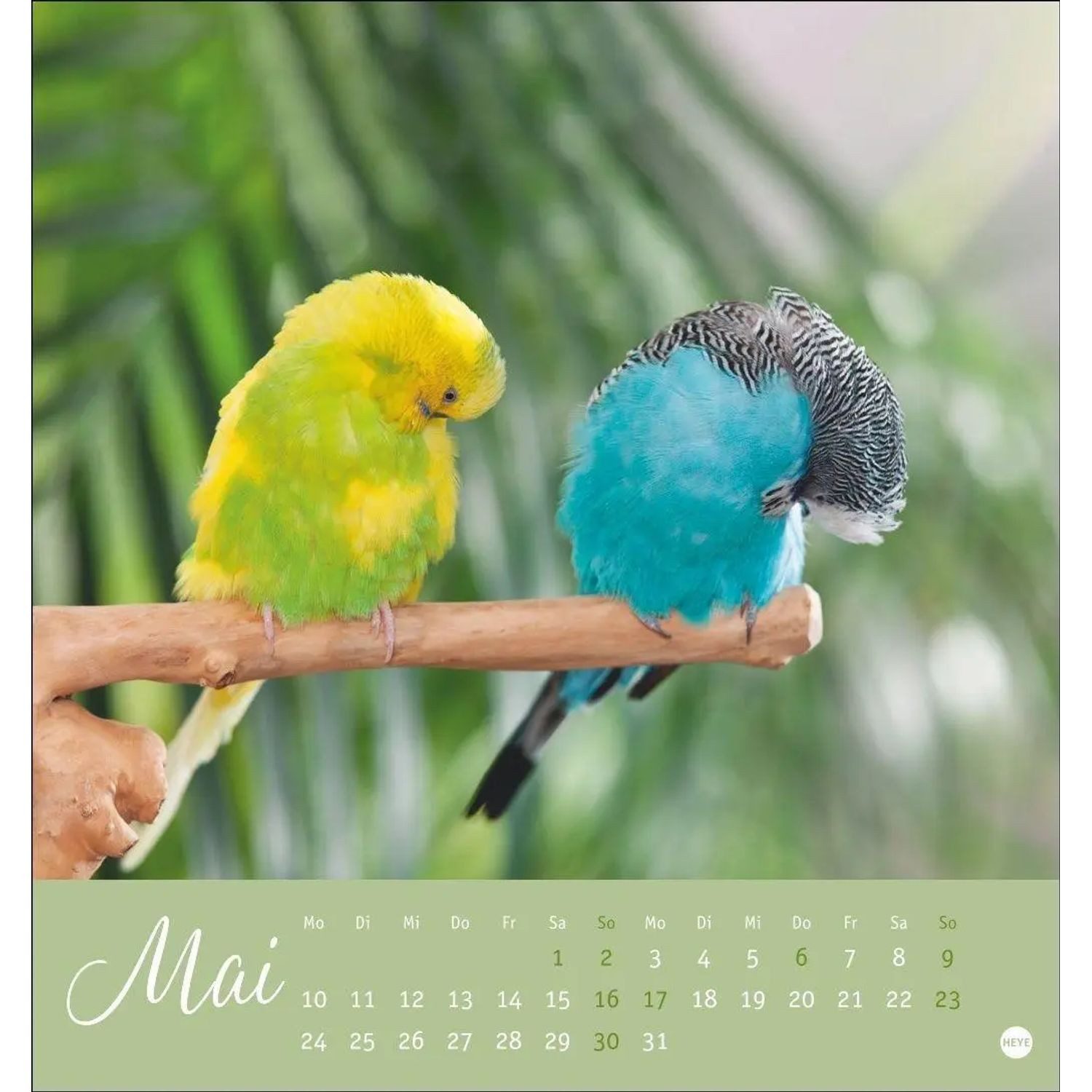 HEYE Wandkalender Freche Wellensittiche Postkartenkalender 2027