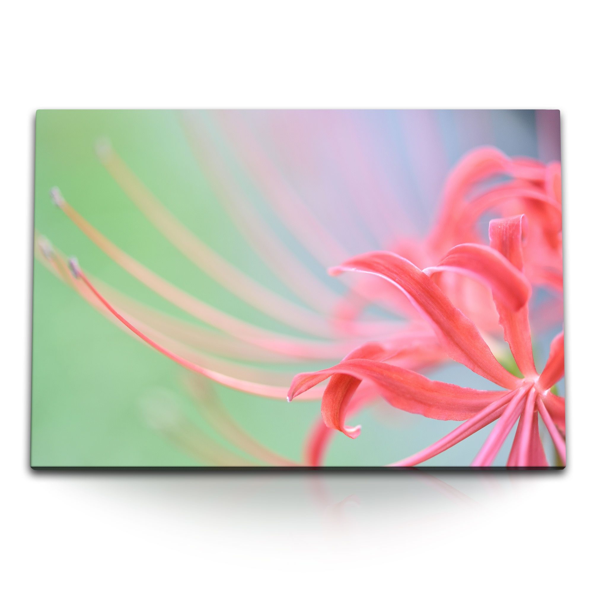Sinus Art Leinwandbild 120x80cm Wandbild Auf Leinwand Exotische Blume