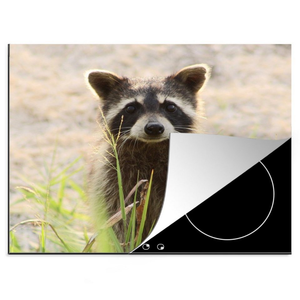 MuchoWow Herdblende-/Abdeckplatte Waschbären - Gras - Anstarren, Vinyl ... MuchoWow Herdblende-/Abdeckplatte Waschbären - Gras - Anstarren, Vinyl ...