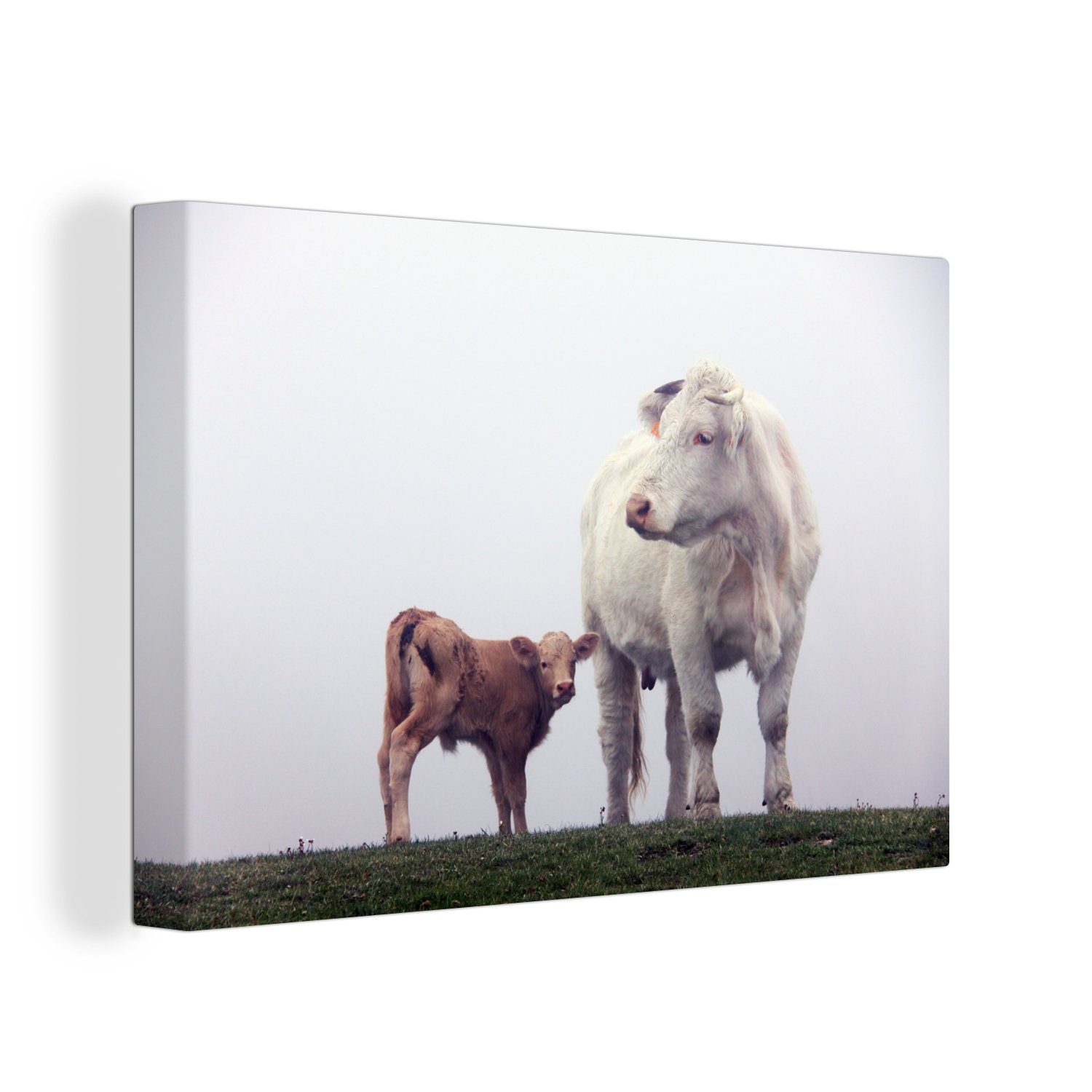 Onemillioncanvasses® Leinwandbild Kühe Braun Weiß Nebel 1 St
