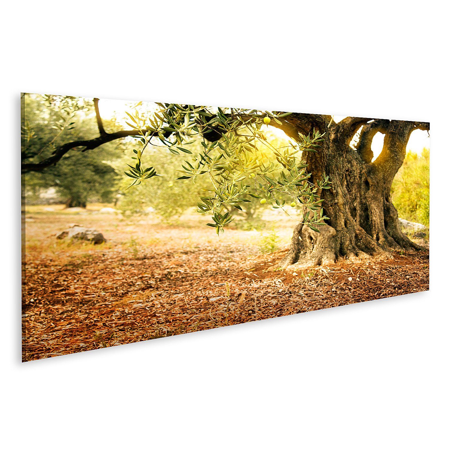 islandburner Leinwandbild Bild auf Leinwand Alter Olivenbaum Wandbild Poster Kunstdruck Bilder