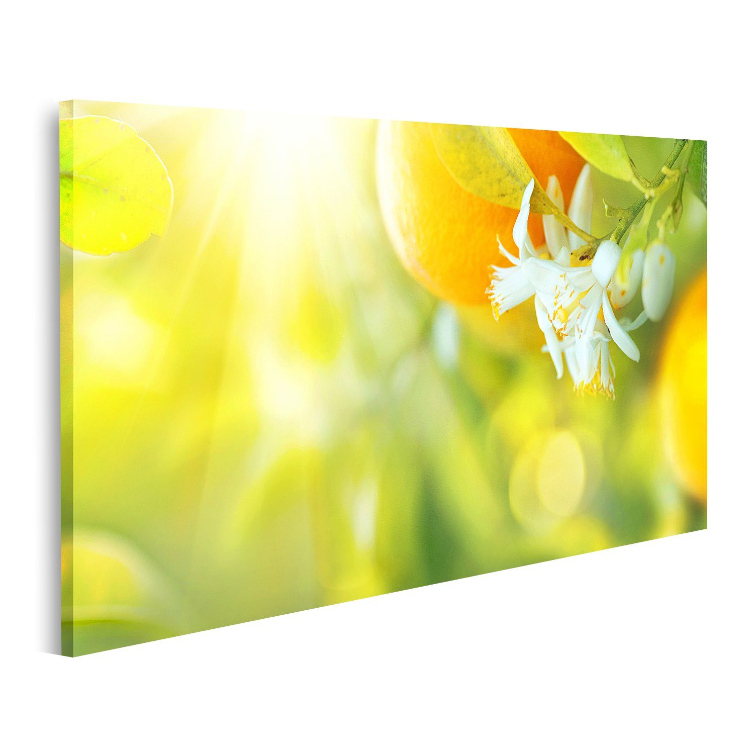 Bio Bilder online kaufen | OTTO