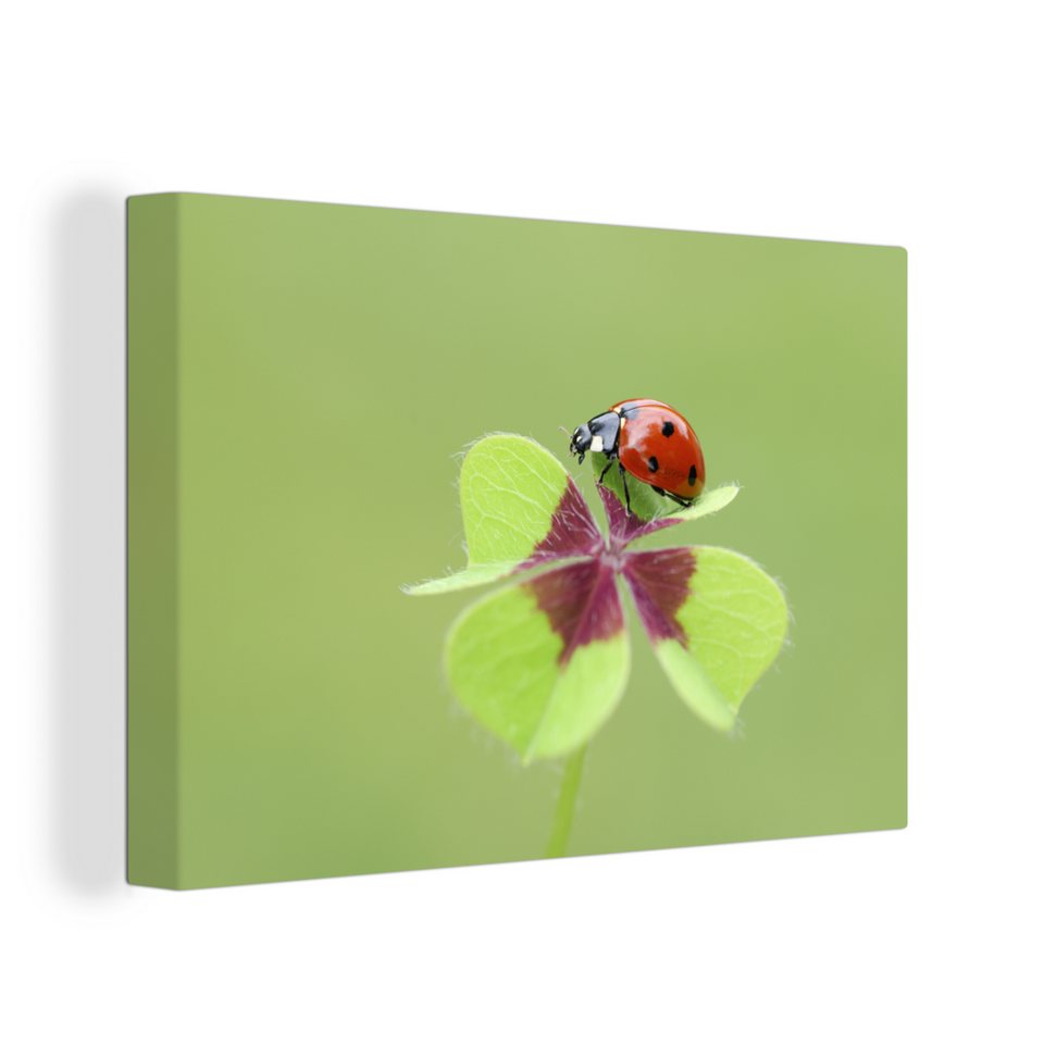 Onemillioncanvasses® Leinwandbild Marienkäfer Auf Klee 1 St