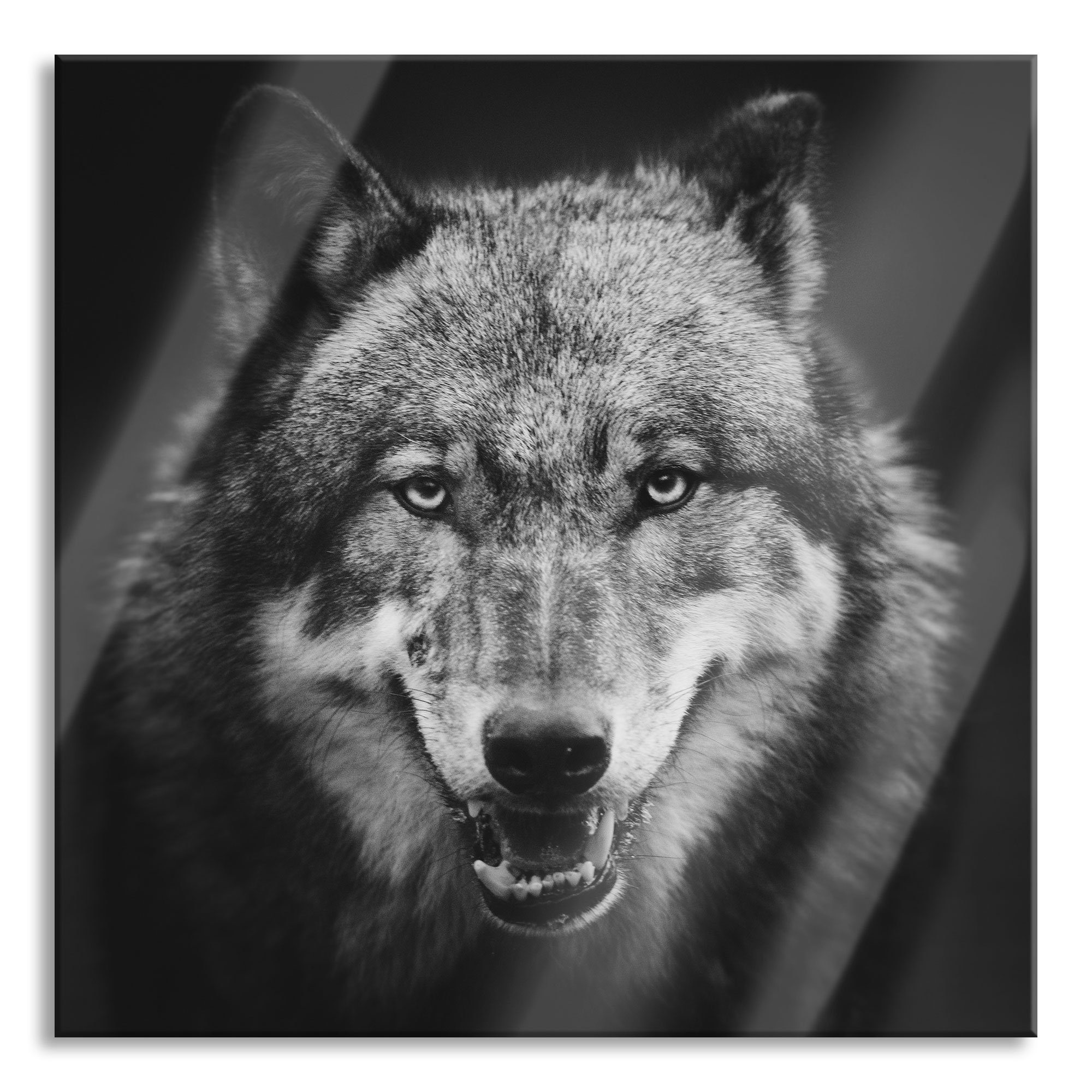 Pixxprint Glasbild Nahaufnahme Wolf Mit Offener Schnauze Nahaufnahme