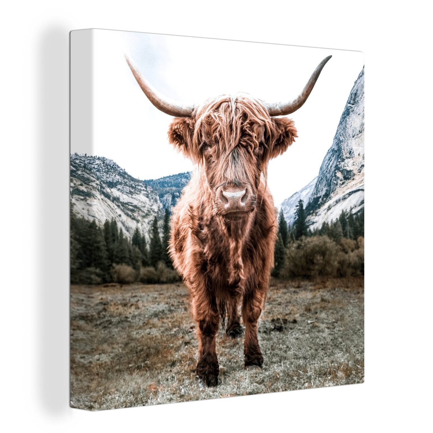 OneMillionCanvasses® Leinwandbild Schottischer Highlander - Berg - Tiere, (1 St), Leinwand ...
