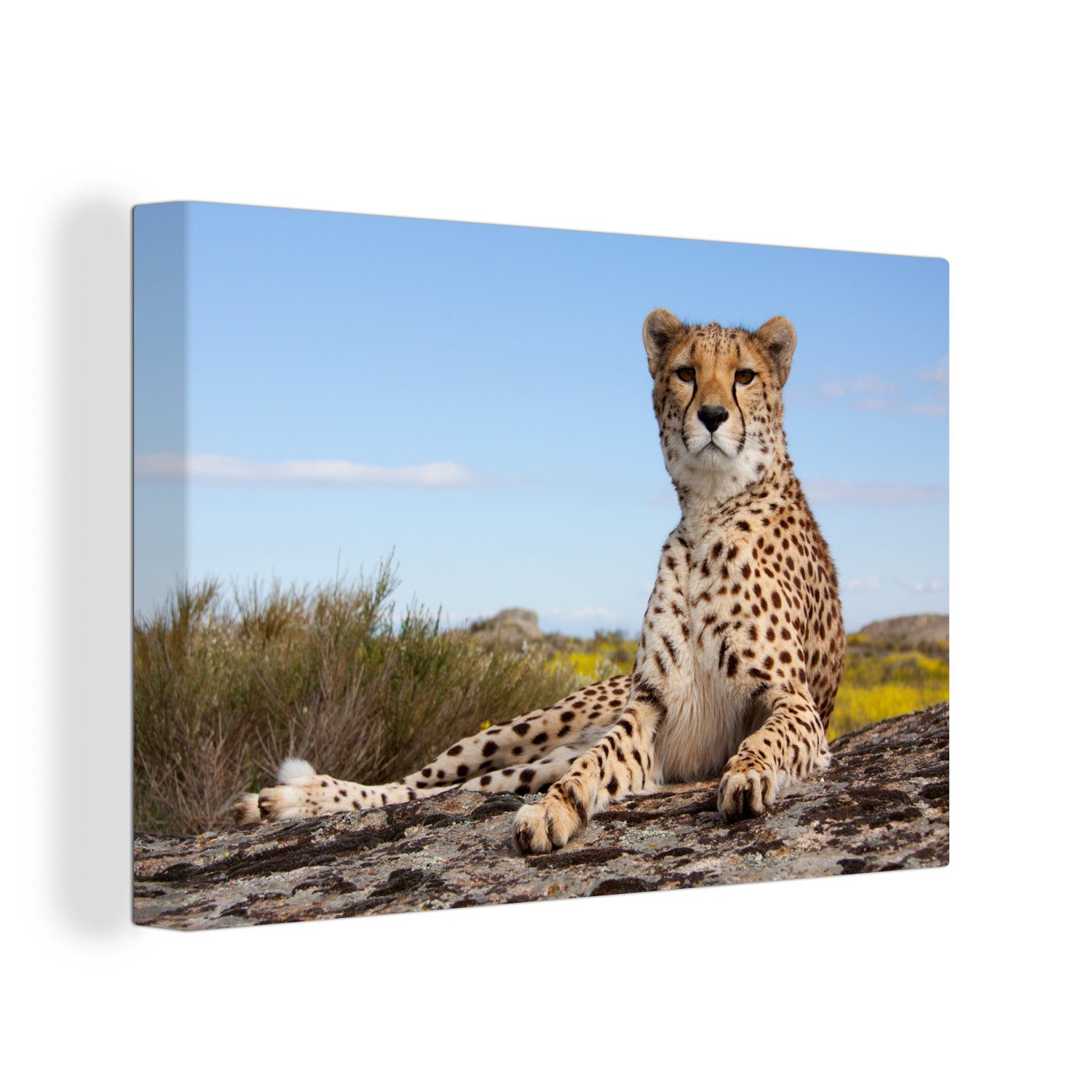 Onemillioncanvasses® Leinwandbild Leopard Tiere Natur 1 St