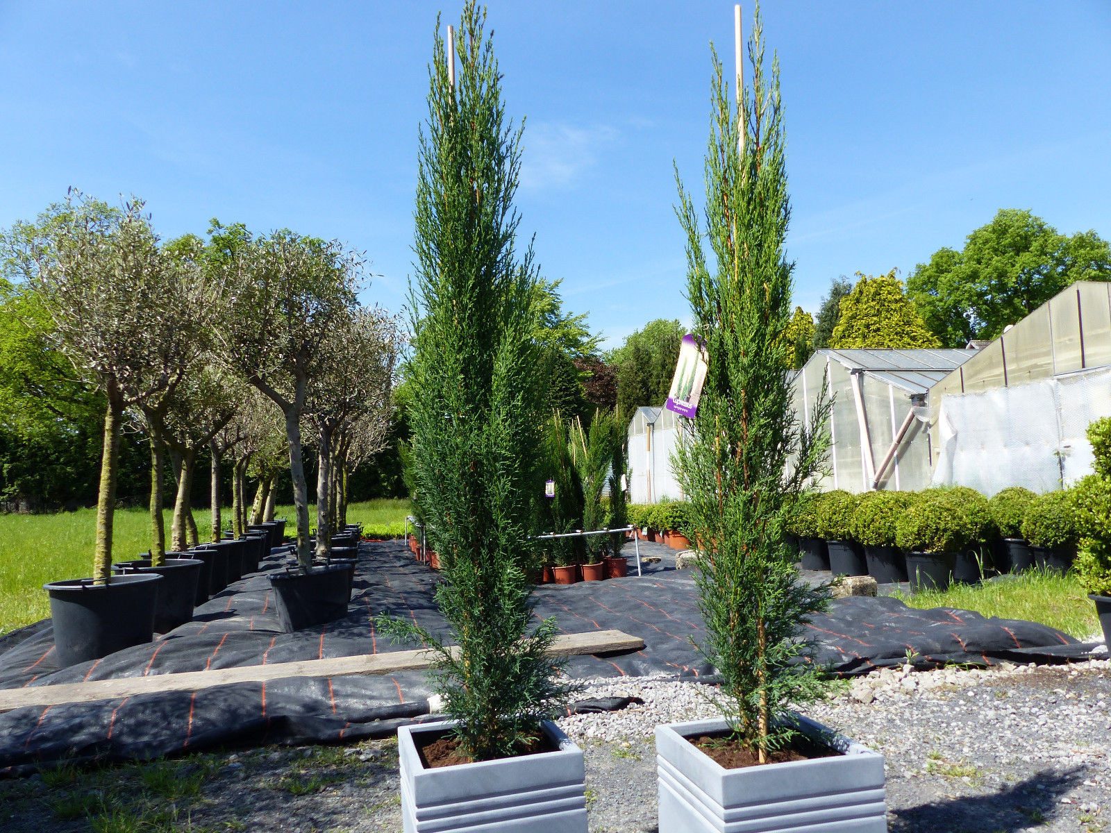 gruenwaren jakubik Baum 1x Mittelmeerzypresse 140-160 cm Toskana ...