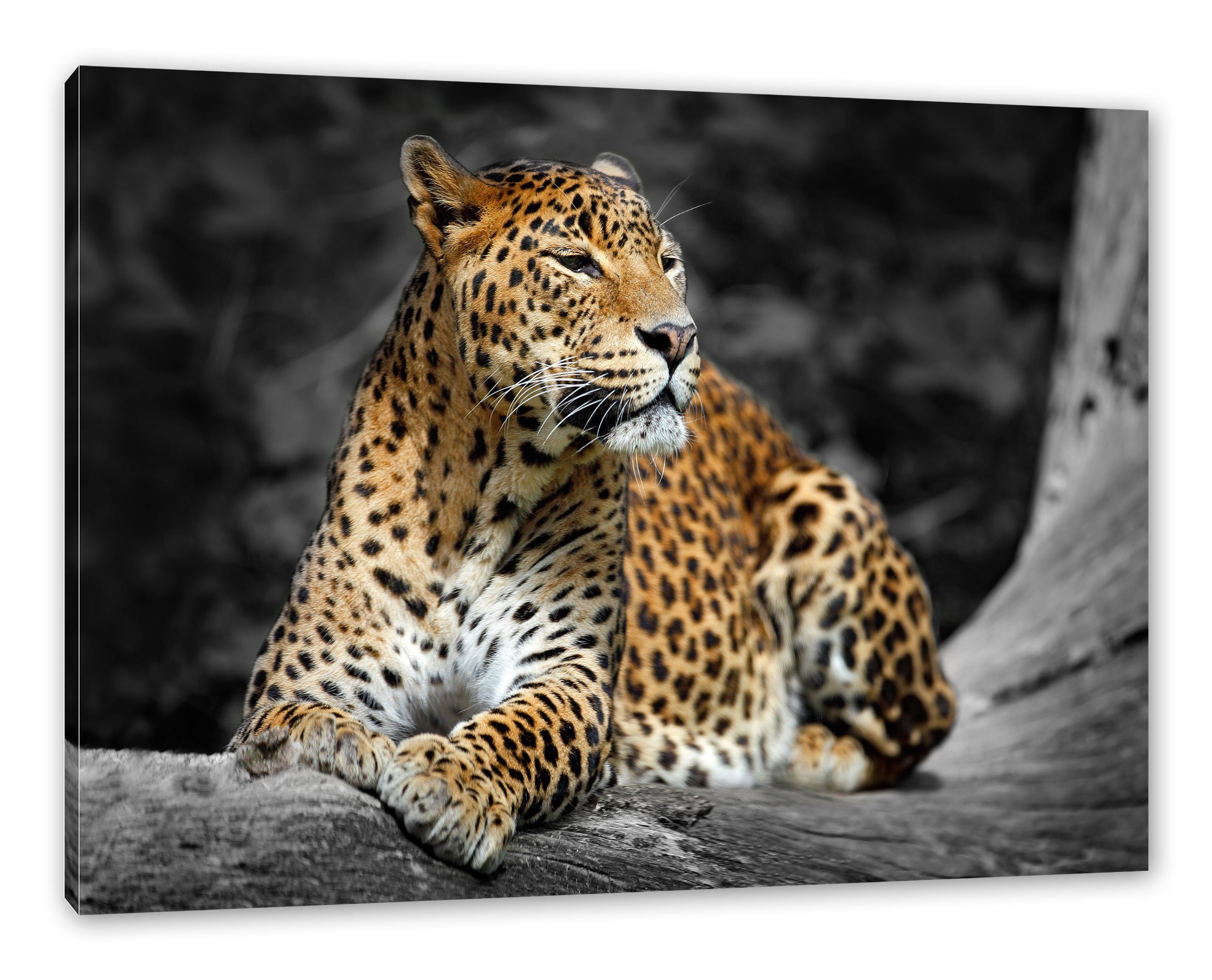 Pixxprint Leinwandbild Wunderschöner Leopard In Der Natur