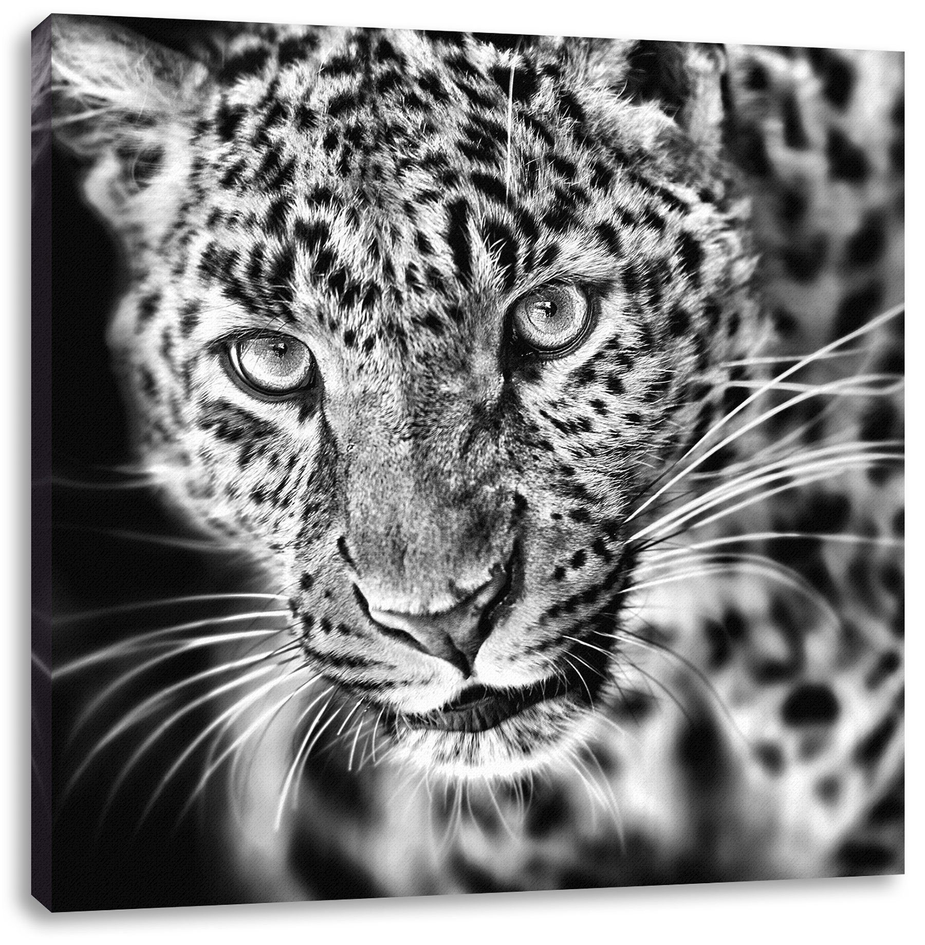Pixxprint Leinwandbild Anmutiger Leopard Anmutiger Leopard 1 St