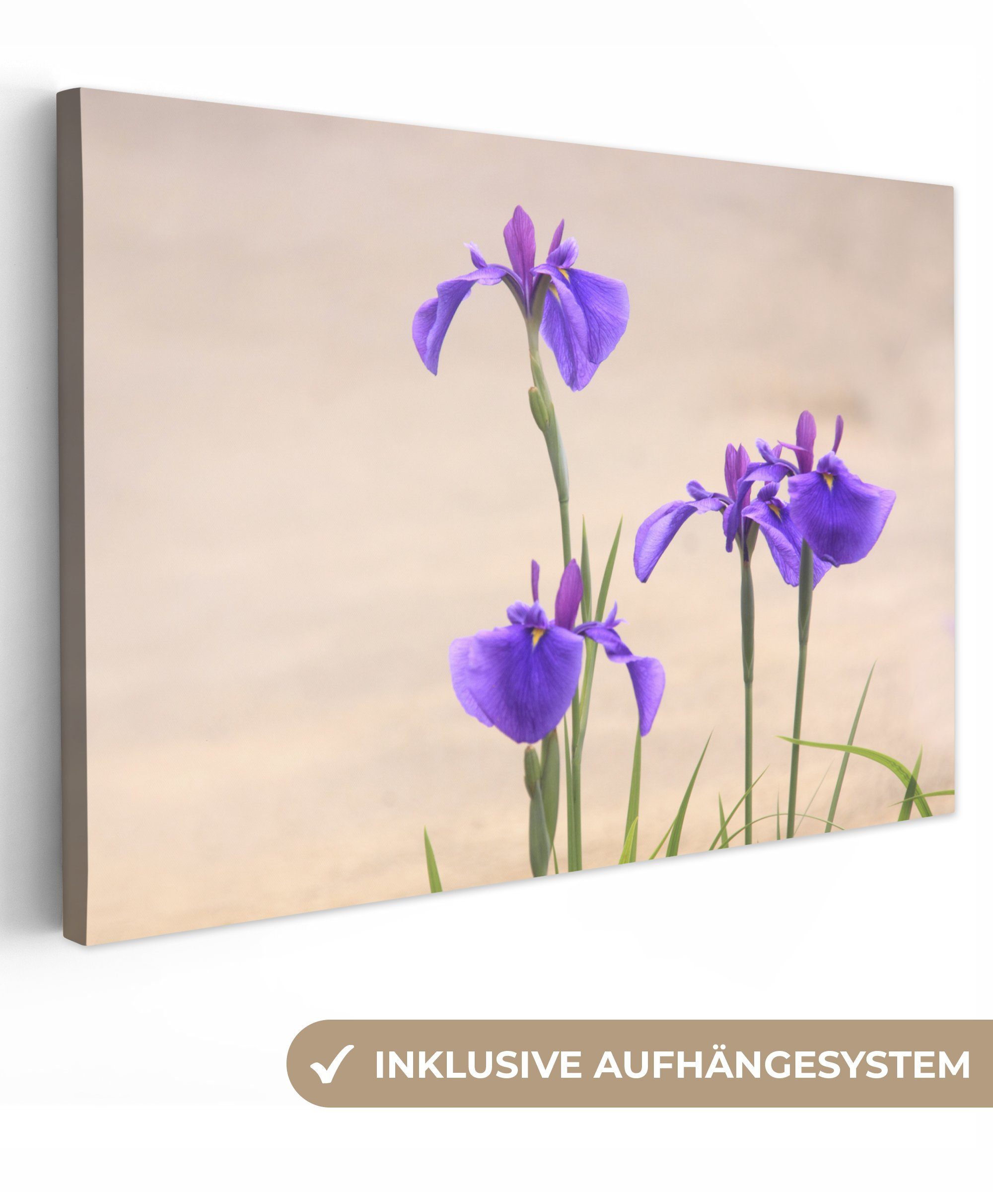 Onemillioncanvasses® Leinwandbild Japanische Schwertlilien 1 St
