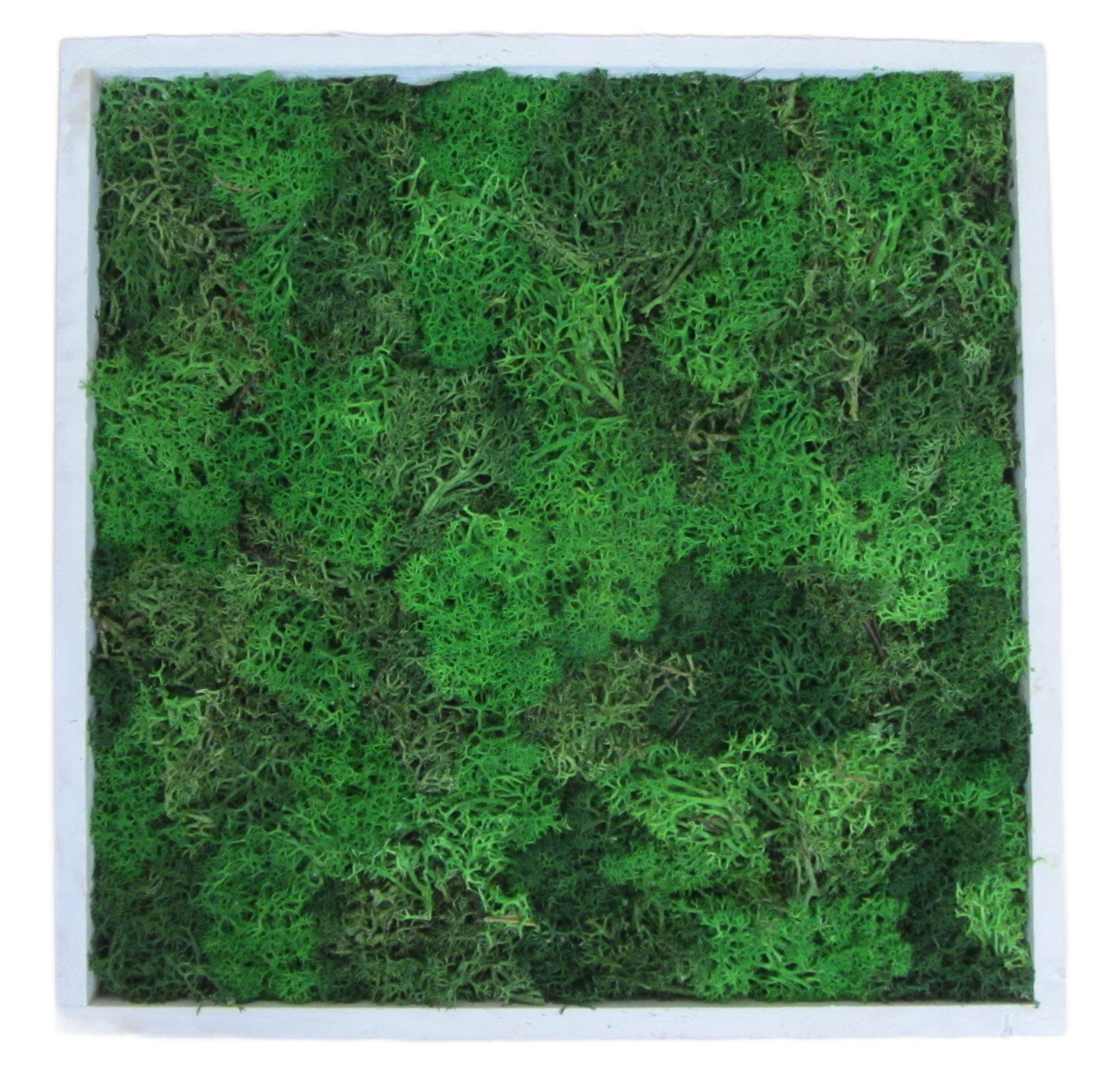 Meinvipshop Wandbild Moos Moosbild Weiß 25x25cm Mit Echtem
