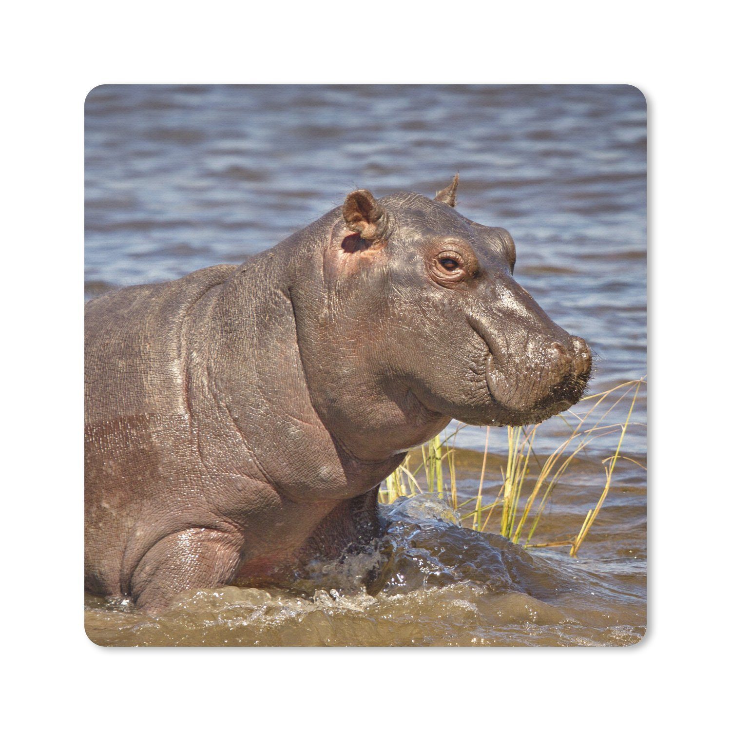 Muchowow Mauspad Nilpferd Wasser Kalb 1 St Gaming Mousepad