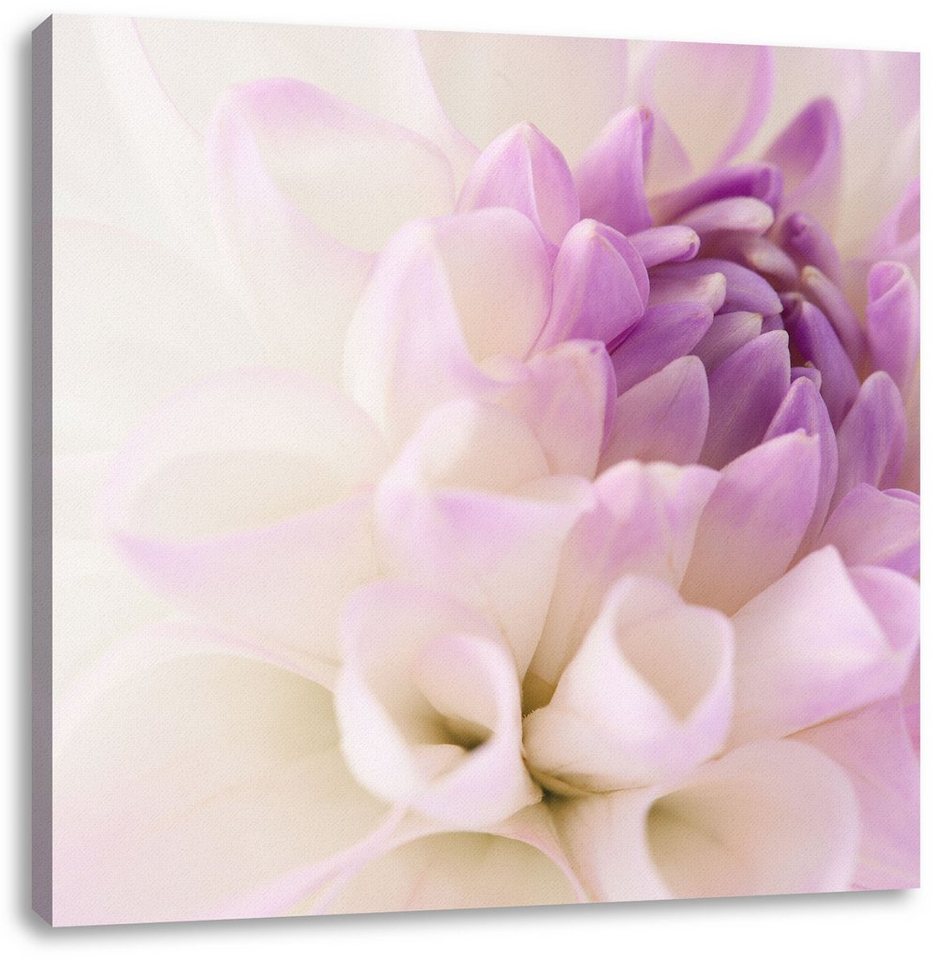 Pixxprint Leinwandbild Traumhafte Lila Weiße Blüte Traumhafte Lila