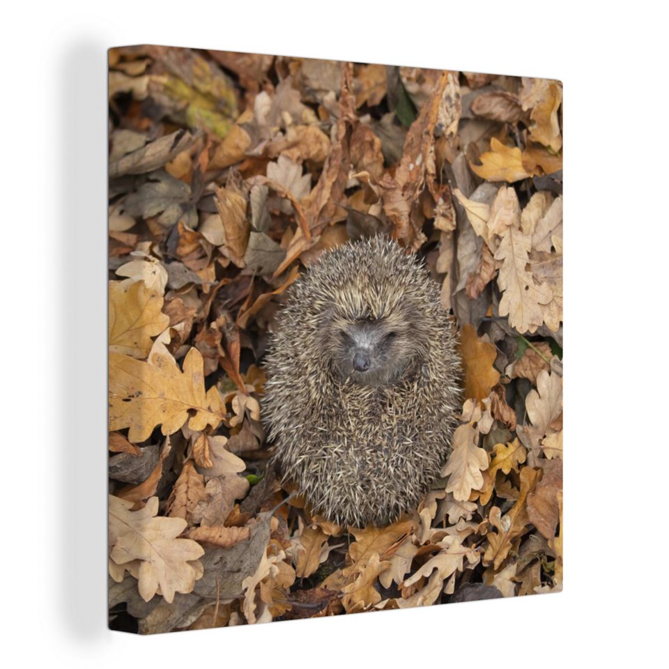 Onemillioncanvasses® Leinwandbild Igel Herbst Wald 1 St
