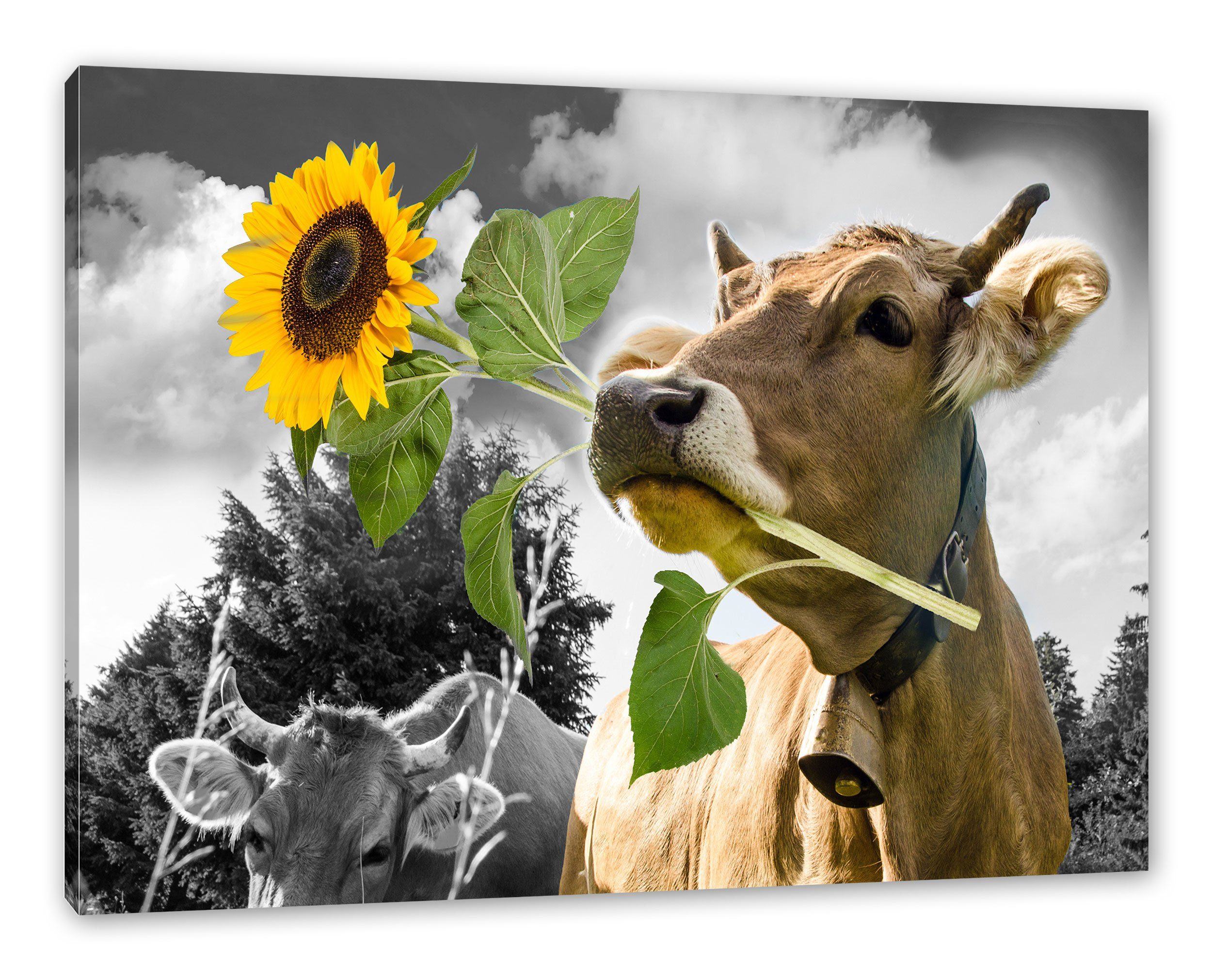 Pixxprint Leinwandbild Nahaufnahme Kuh mit Sonnenblume im Maul B&W Detail, Nahaufnahme Kuh mit ...