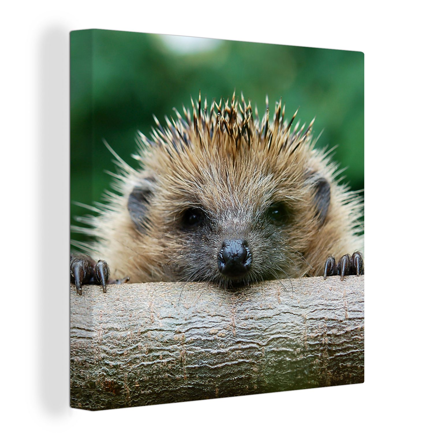 Onemillioncanvasses® Leinwandbild Igel Wald Baumstamm 1 St