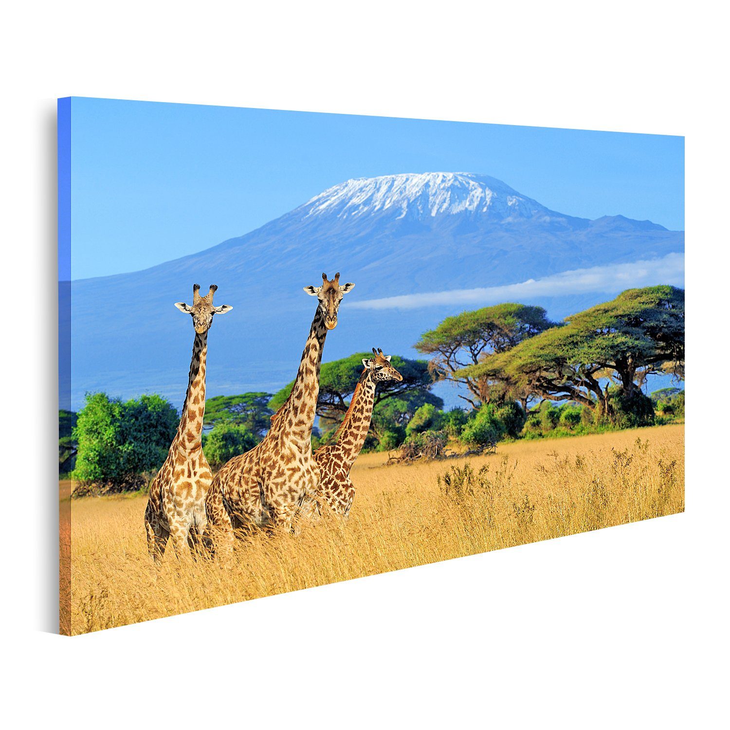 islandburner Leinwandbild »Bild auf Leinwand Drei Giraffe Nationalpark Kenia Kilimanjaro Berg Hin«