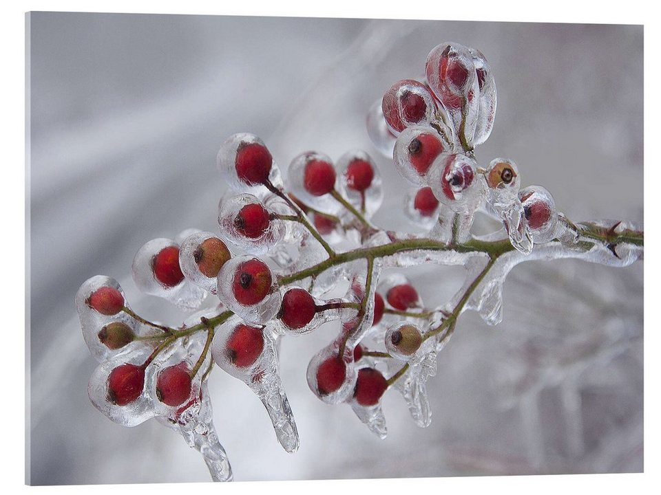 Posterlounge Acrylglasbild Editors Choice Hagebutte Bedeckt Mit Eis