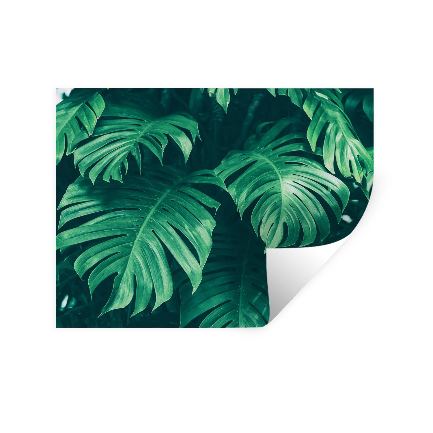 Muchowow Wandsticker Monstera Blätter Pflanzen Dschungel Natur
