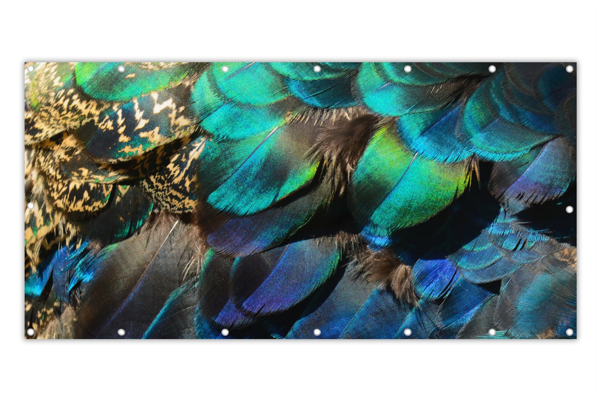 Muchowow Balkonsichtschutz Federn Pfauenfedern Pfau Blau Kunst