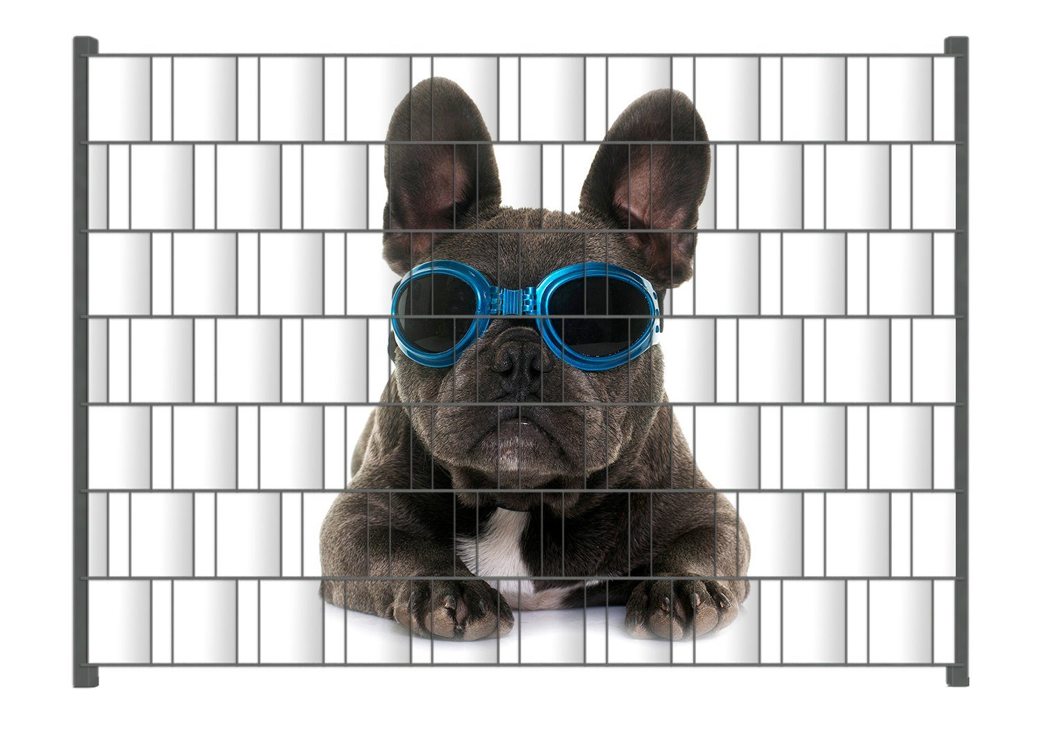 Wallario Sichtschutzstreifen Cooler Hund Mit Sonnenbrille In Blau