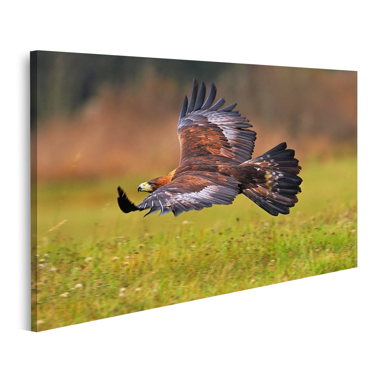 Islandburner Leinwandbild Bild Auf Leinwand Steinadler Fliegt über